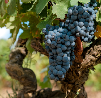 Happenings at The Condado Vanderbilt Hotel